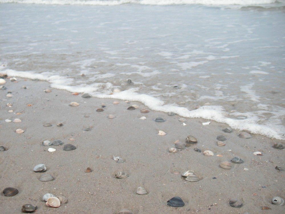 Muscheln wie Sand am Meer / Norderney/D Foto & Bild | landschaft ...