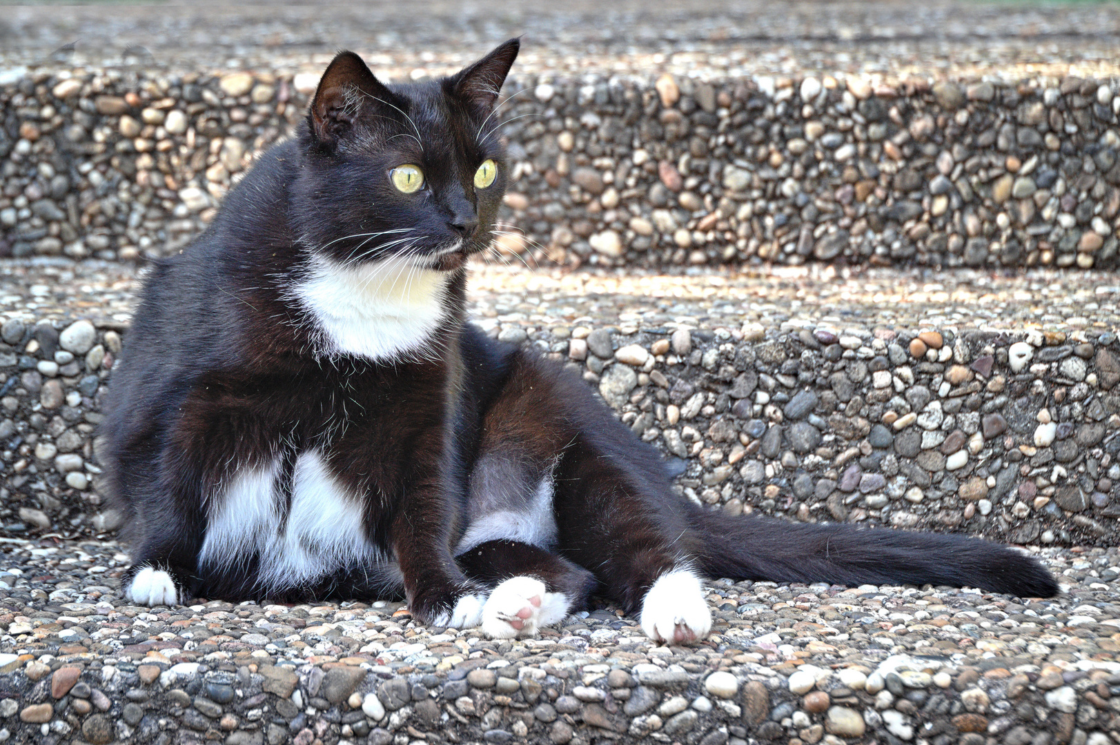 Muschi Foto And Bild Tiere Haustiere Katzen Bilder Auf Fotocommunity