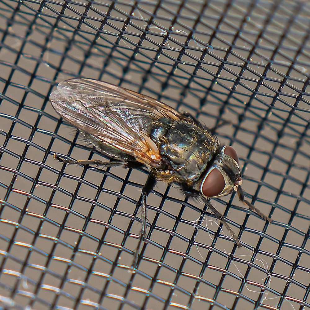 Muscina prolapsa.. Foto & Bild | nah- & makro, tiere, wildlife Bilder ...