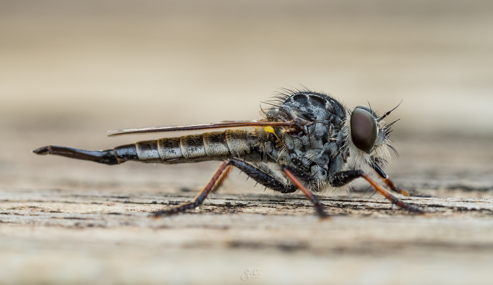 muscle Insect Foto & Bild | tiere, wildlife, insekten Bilder auf ...