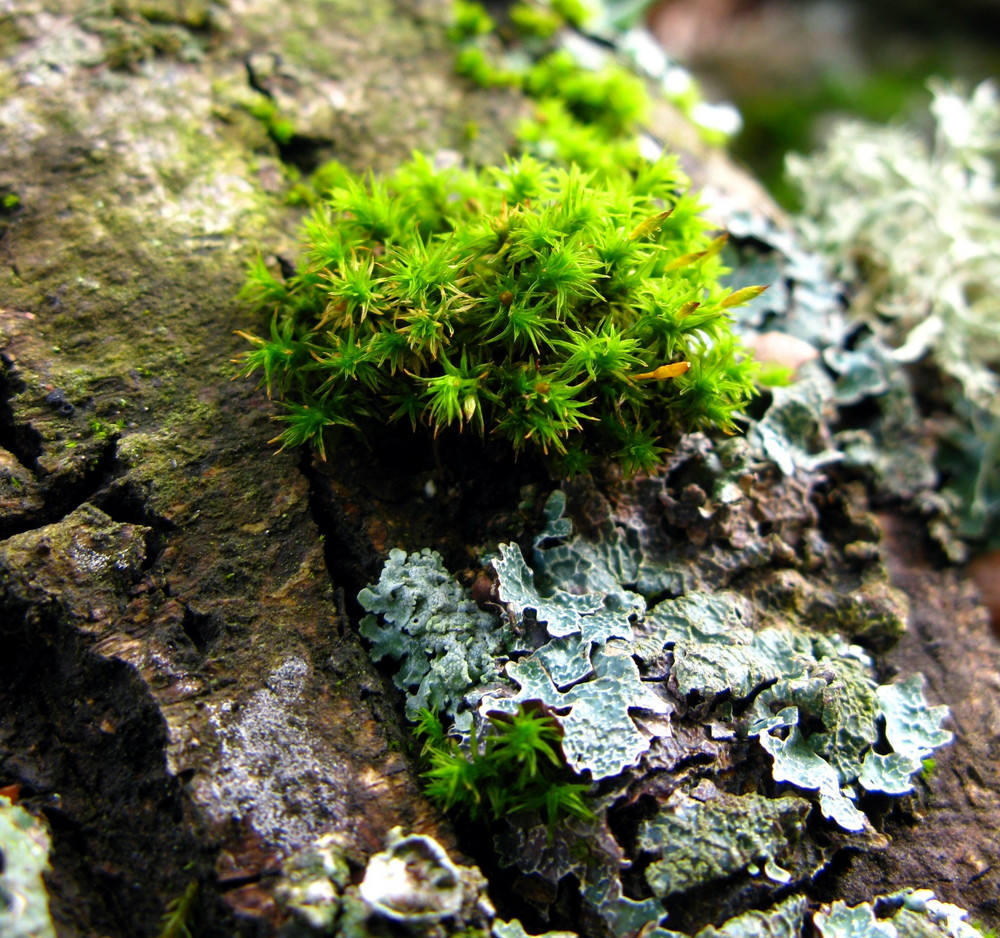 Musgo y líquen Imagen & Foto | naturaleza diversa , naturaleza Fotos de ...