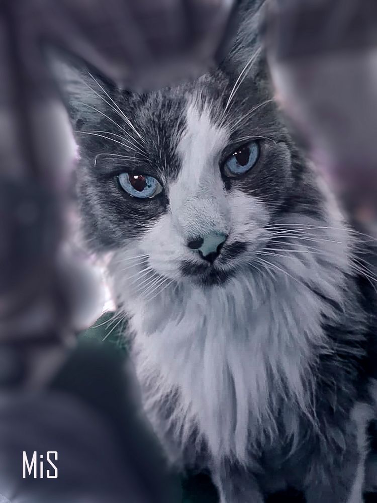 Musha en bleu Imagen & Foto | natur, portrait, cat Fotos de fotocommunity