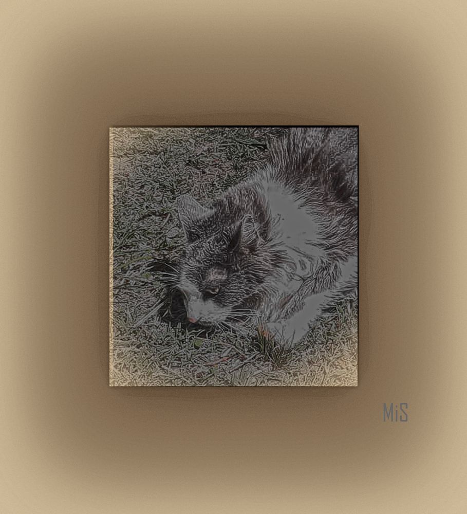 Musha expectante Imagen & Foto | fotos, natur, cat Fotos de fotocommunity