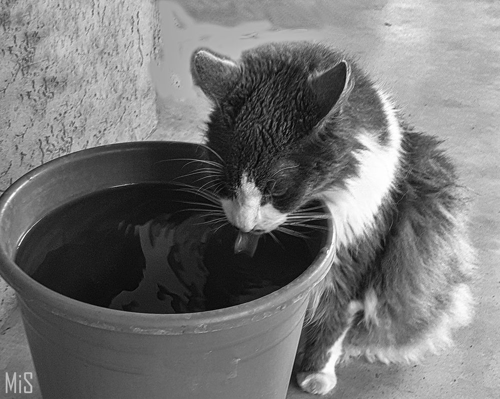 Musha y la sed Imagen & Foto | fotos, cat, animales Fotos de fotocommunity