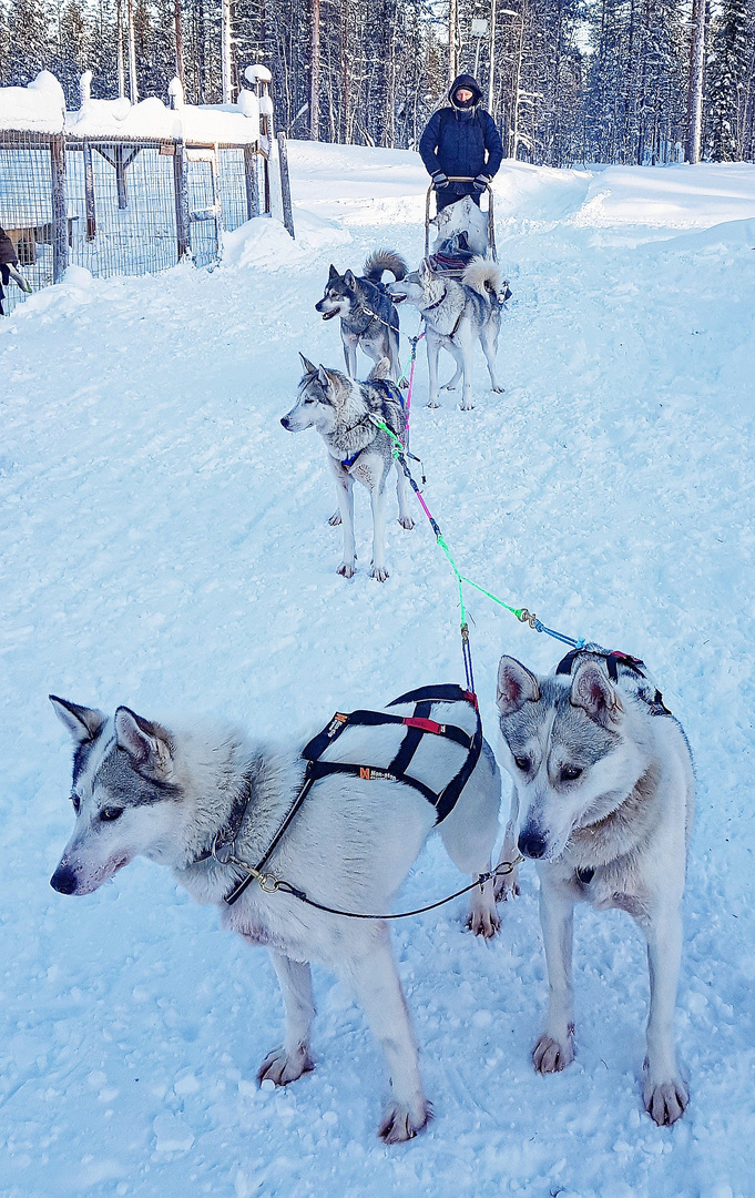 Musher Azubi Foto & Bild | sport, europe, scandinavia Bilder auf ...