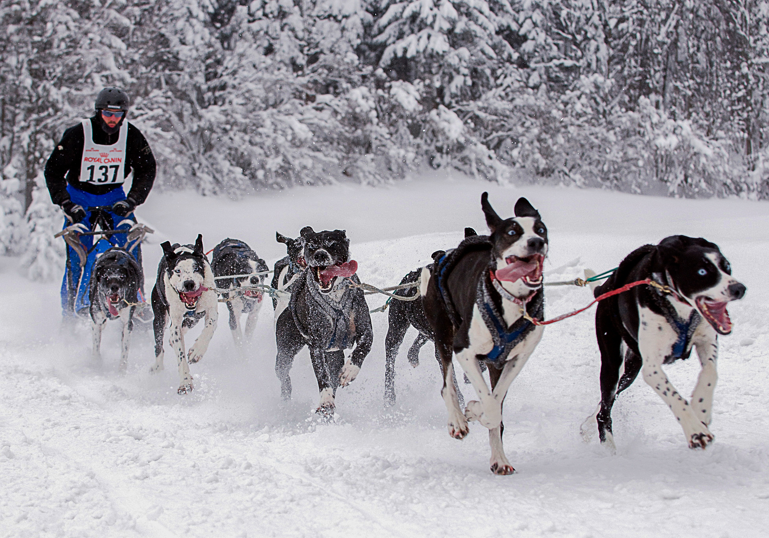 Musher Foto & Bild | tiere, sport, winter Bilder auf fotocommunity