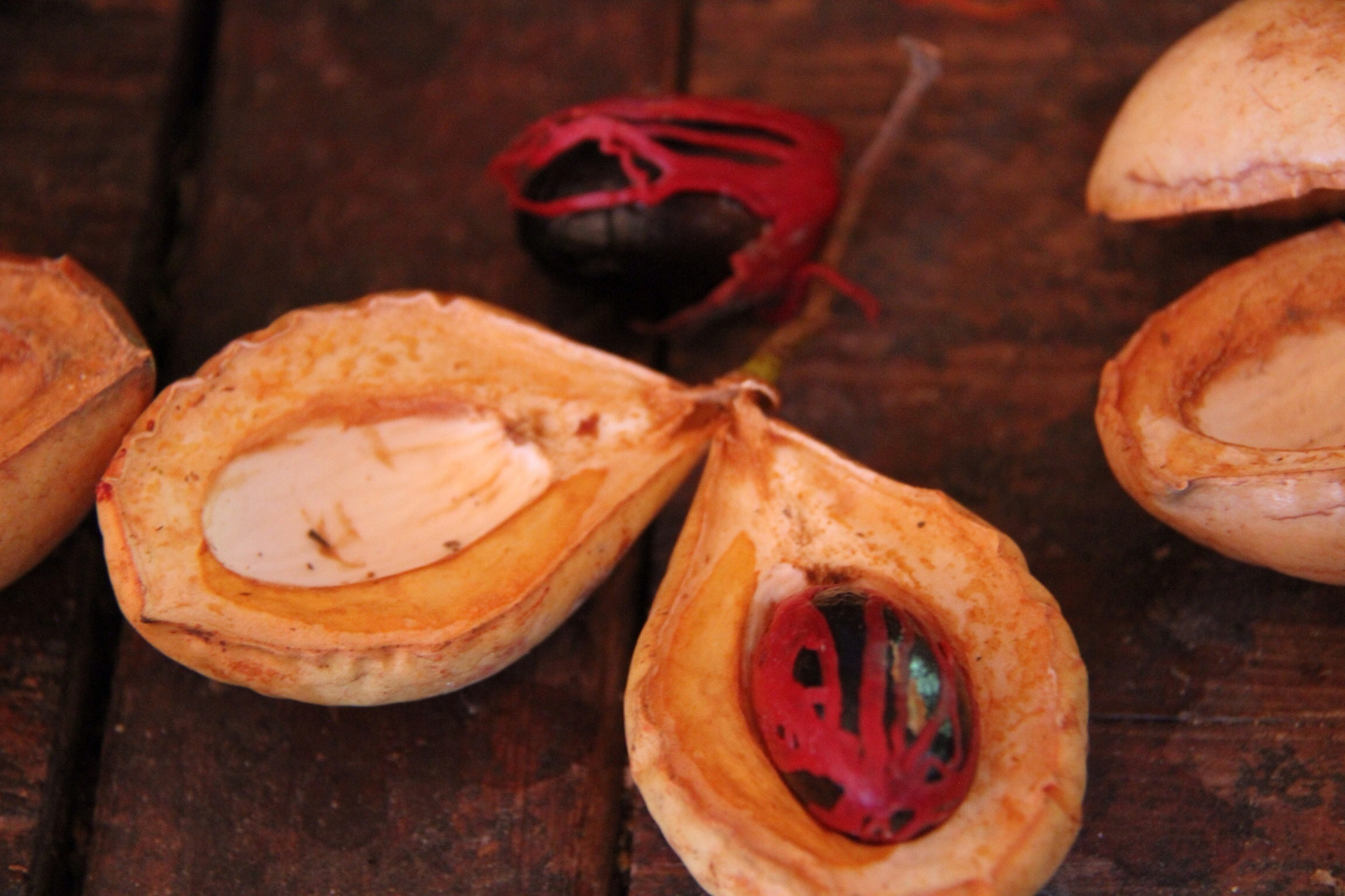 Muskat Foto & Bild | stillleben, food-fotografie, gewürze Bilder auf ...