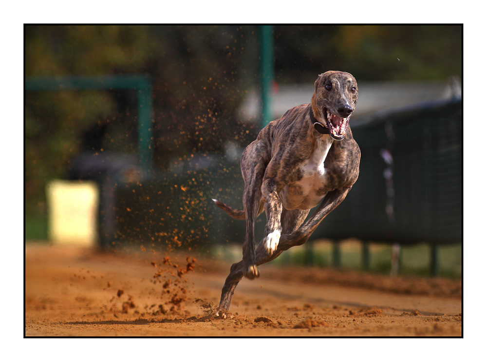 Muskeln aus gegossenem Stahl Foto & Bild | tiere, haustiere, hunde Bilder auf fotocommunity