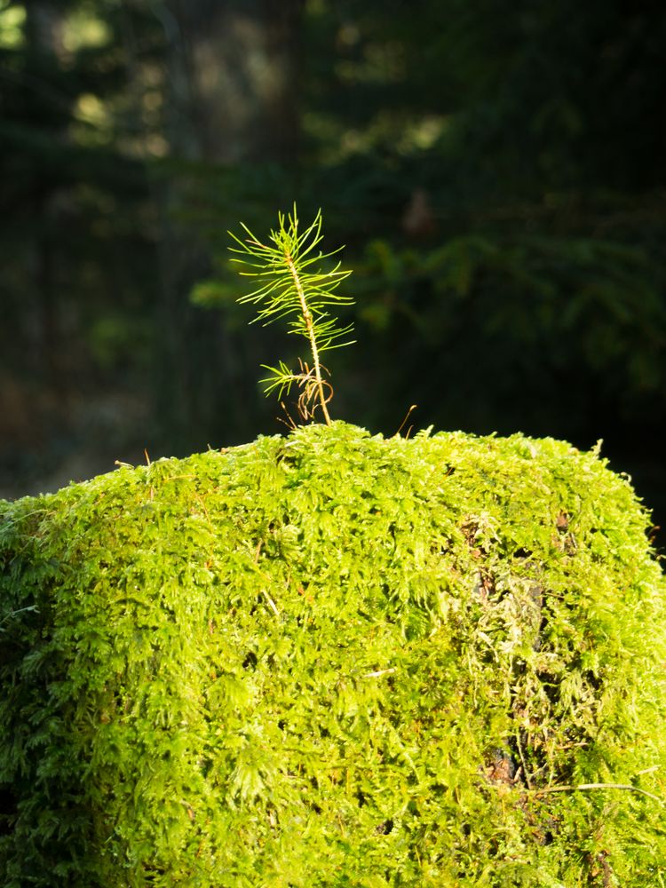muss noch wachsen Foto & Bild | pflanzen, pilze & flechten, bäume, wald ...
