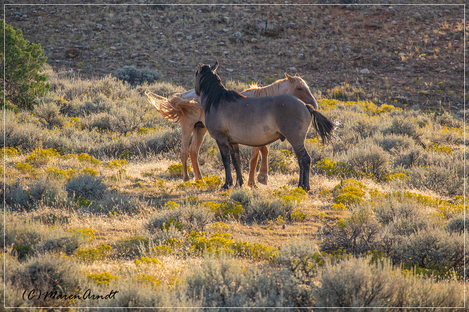 Mustangs - Wildpferde Foto & Bild | fotos, usa, world Bilder auf ...