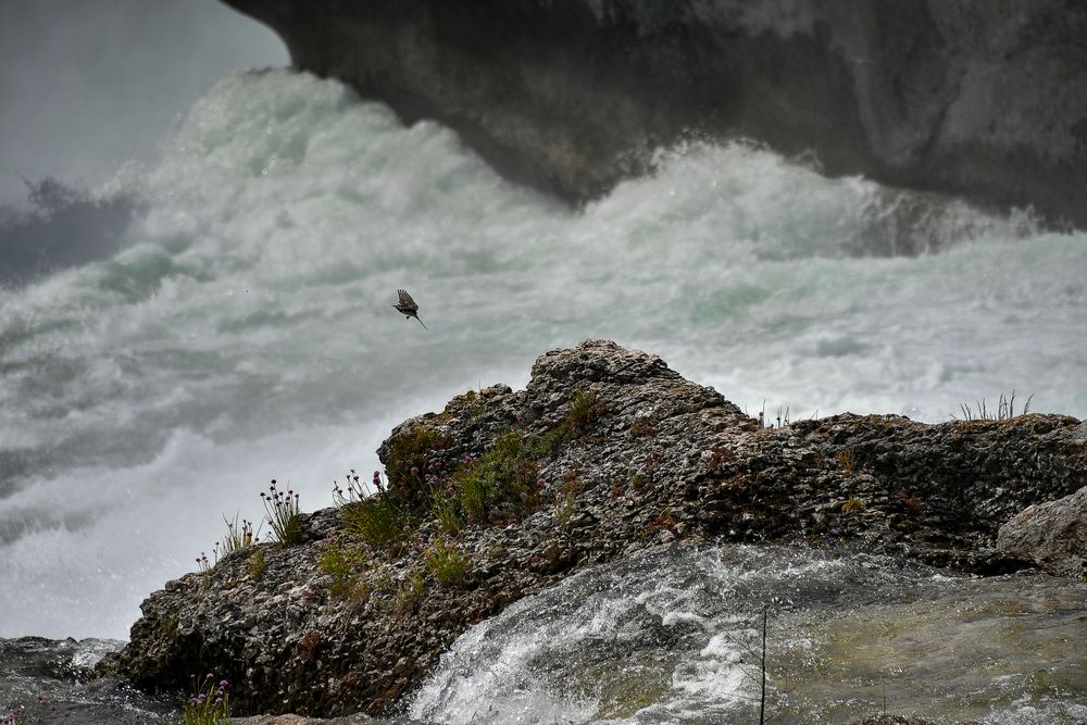 Mutig..... Foto & Bild | natur, wasserfall, wildlife Bilder auf ...
