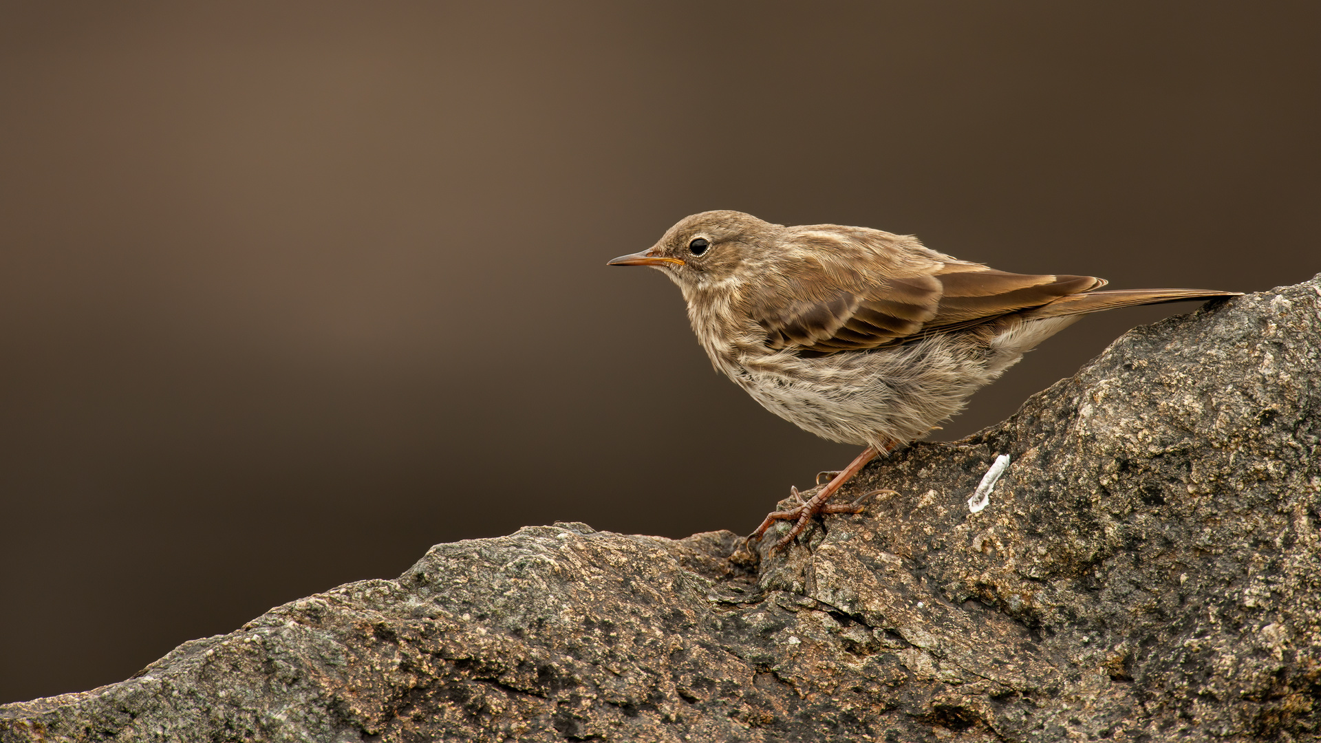 mutig Foto & Bild | fotos, nikon, world Bilder auf fotocommunity