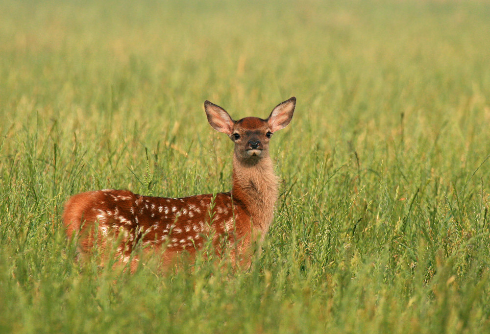 mutig, mutig Foto & Bild | tiere, wildlife, säugetiere Bilder auf ...