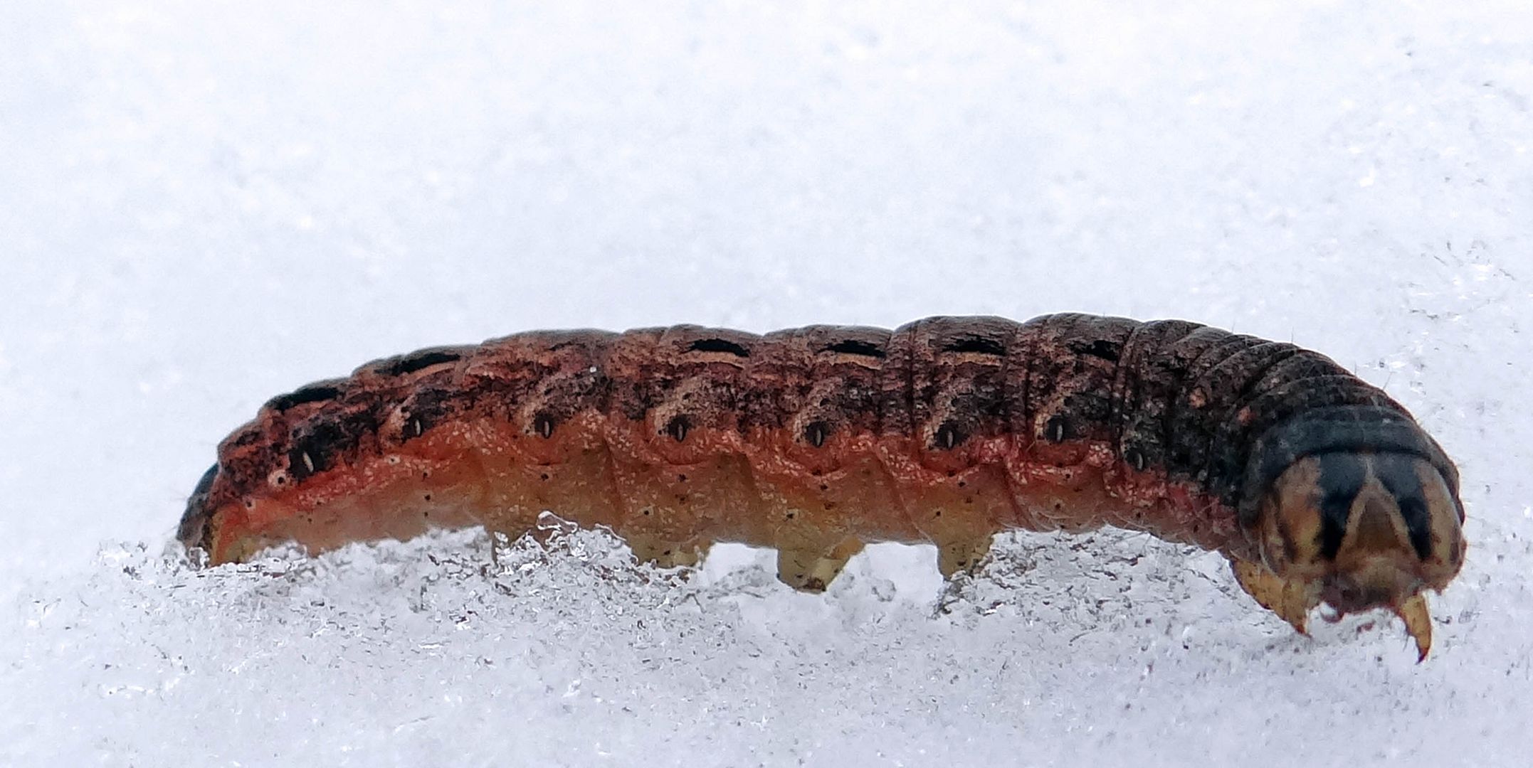 Mutig, voller Tatendrang, Tapfer...... Foto & Bild | tiere, wildlife ...