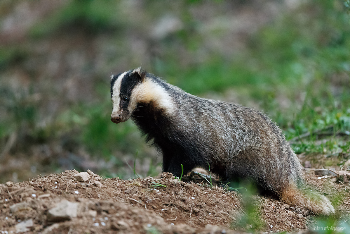 Mutter Dachs Foto & Bild | tiere, wildlife, säugetiere Bilder auf ...