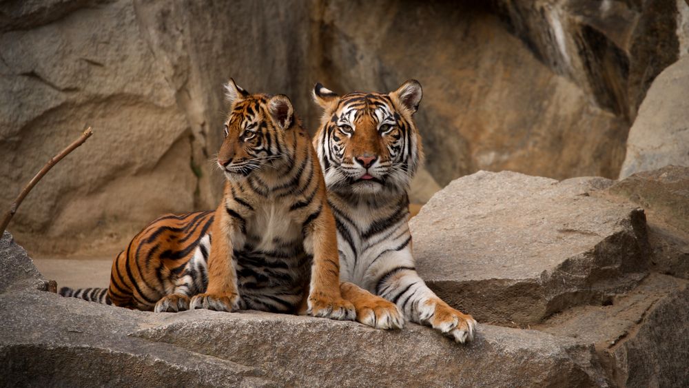 Mutter- Kind Foto & Bild | tiere, tierkinder, tierporträt Bilder auf ...