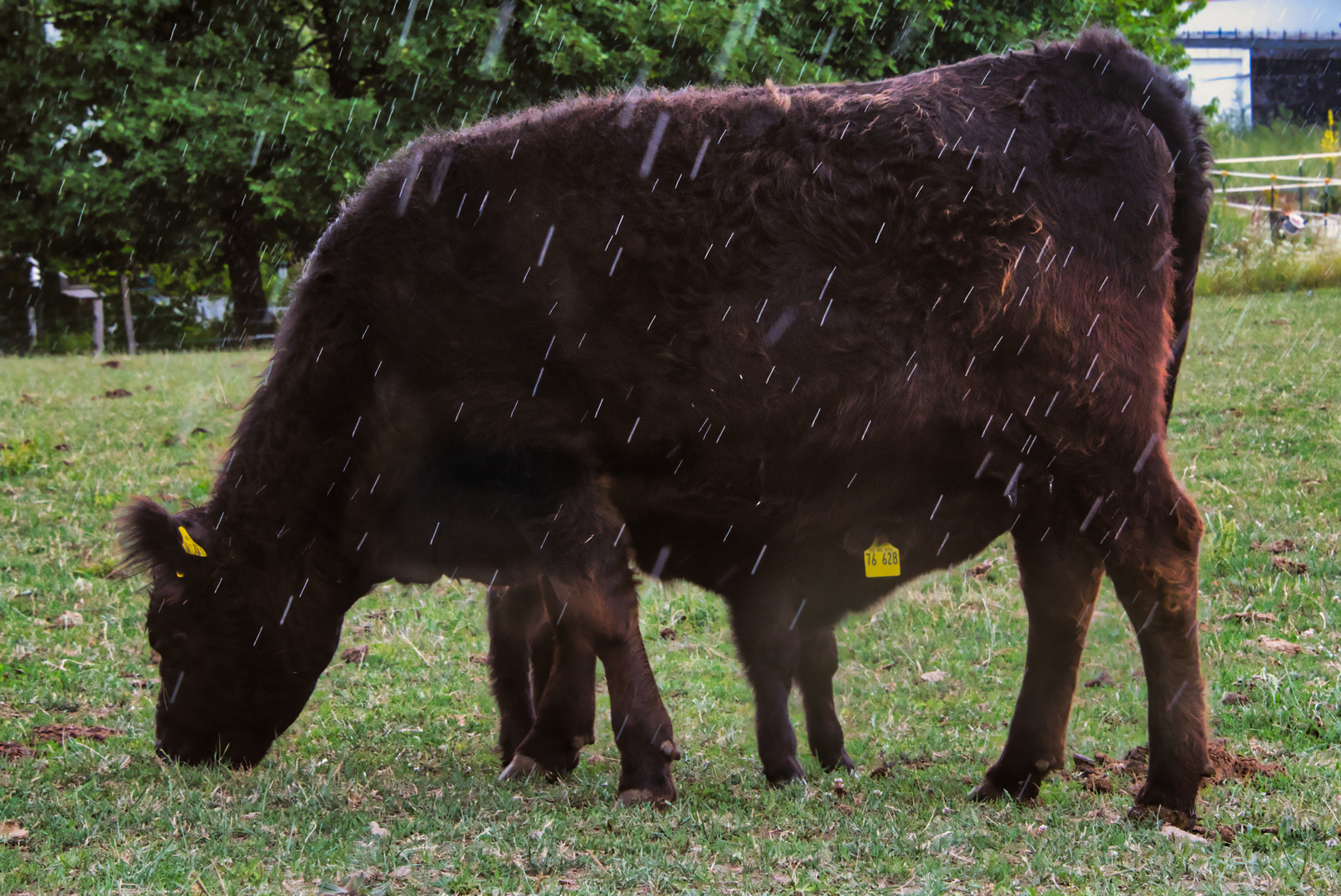 Mutter Kuh mit ihrem Kalb Foto & Bild | projekte, 6 - samstag ist zahl ...