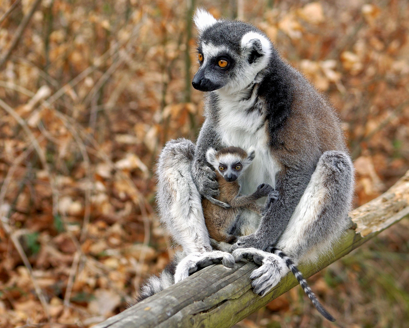Mutter mit Baby Foto & Bild | tiere, tierkinder, primaten lemuren ...