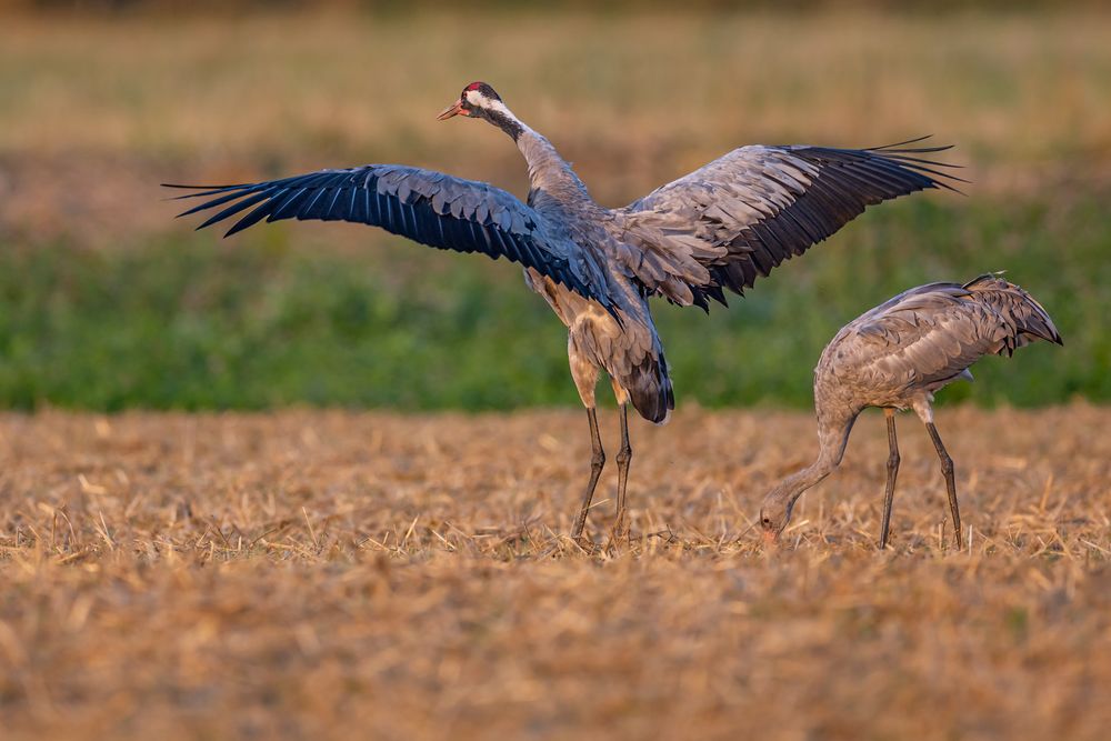 Mutter mit Kind Foto & Bild | tiere, wildlife, wild lebende vögel ...