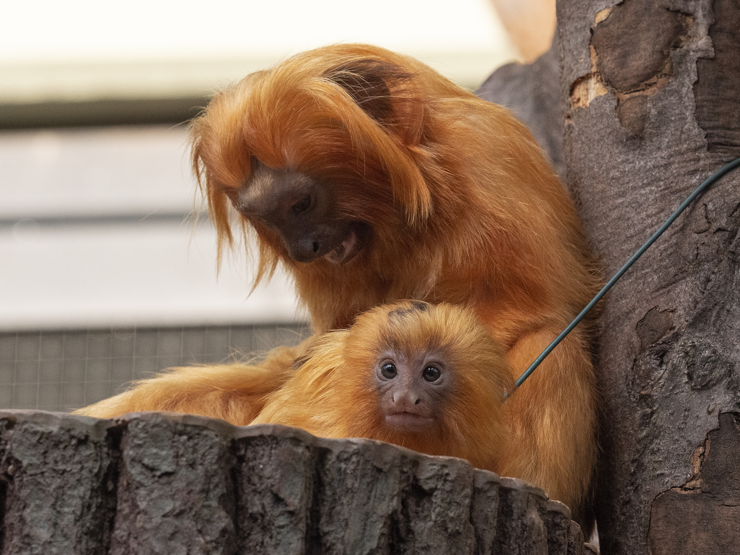 ~ Mutter mit Kind ~ Foto & Bild | tiere, zoo, wildpark & falknerei ...