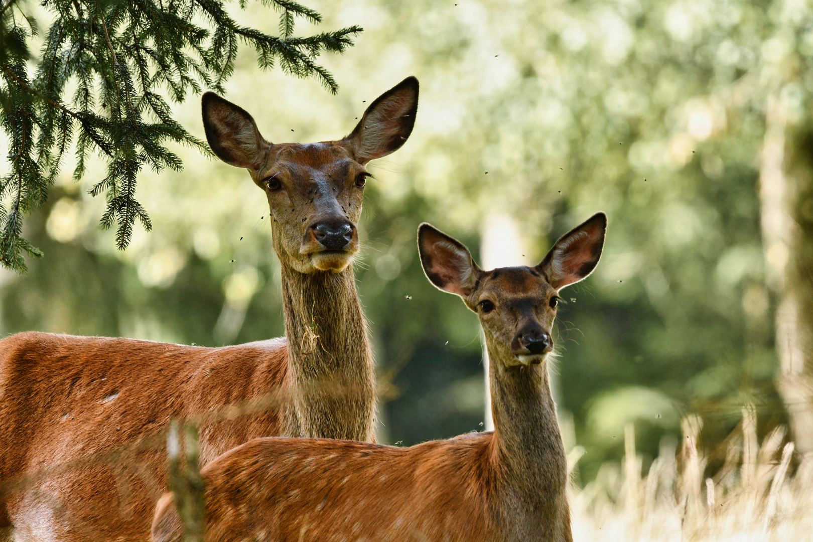Mutter mit Kind Foto & Bild | tiere, wildlife, wildlife: sonstige tiere ...