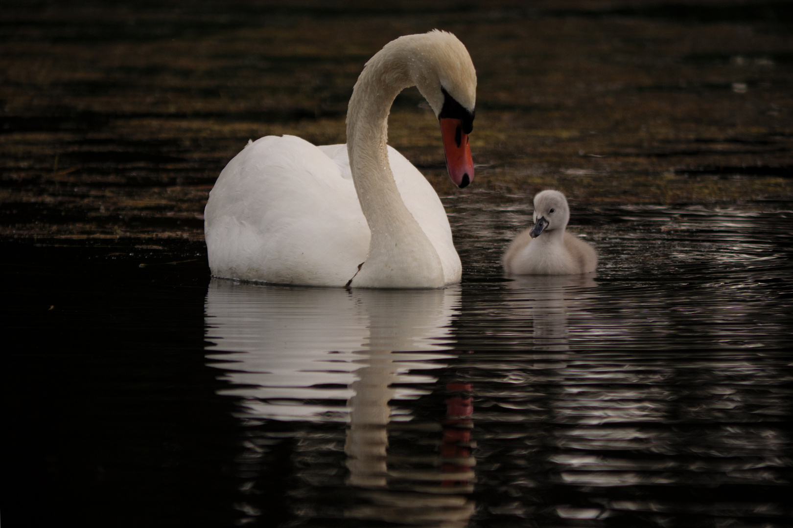 Mutter mit Kind Foto & Bild | tiere, wildlife, wild lebende vögel ...