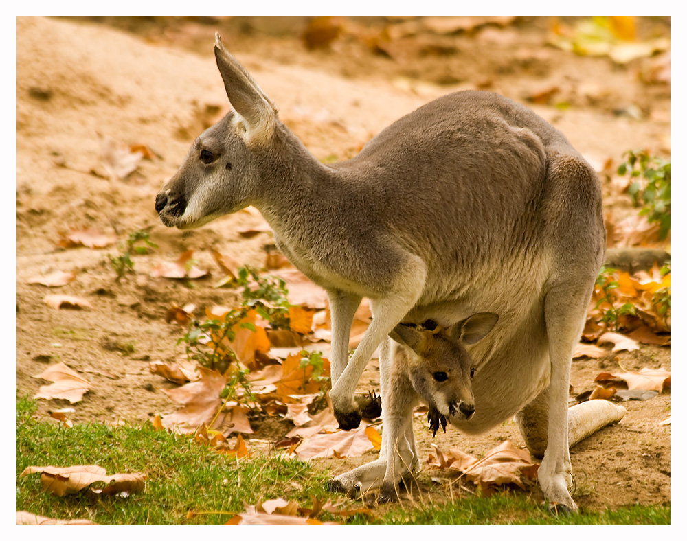 Mutter und Kind Foto & Bild | tiere, zoo, wildpark & falknerei ...