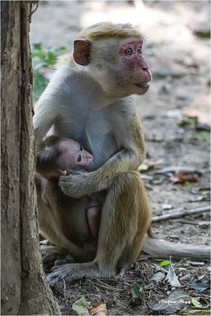 Mutterliebe Foto & Bild | tiere, wildlife, säugetiere Bilder auf ...