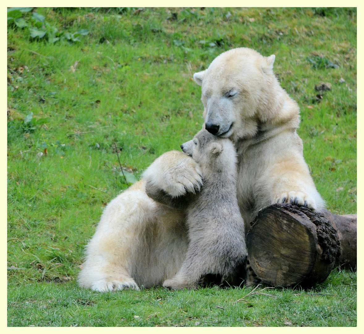 Mutterliebe Foto & Bild | tiere, tierkinder, natur Bilder auf fotocommunity