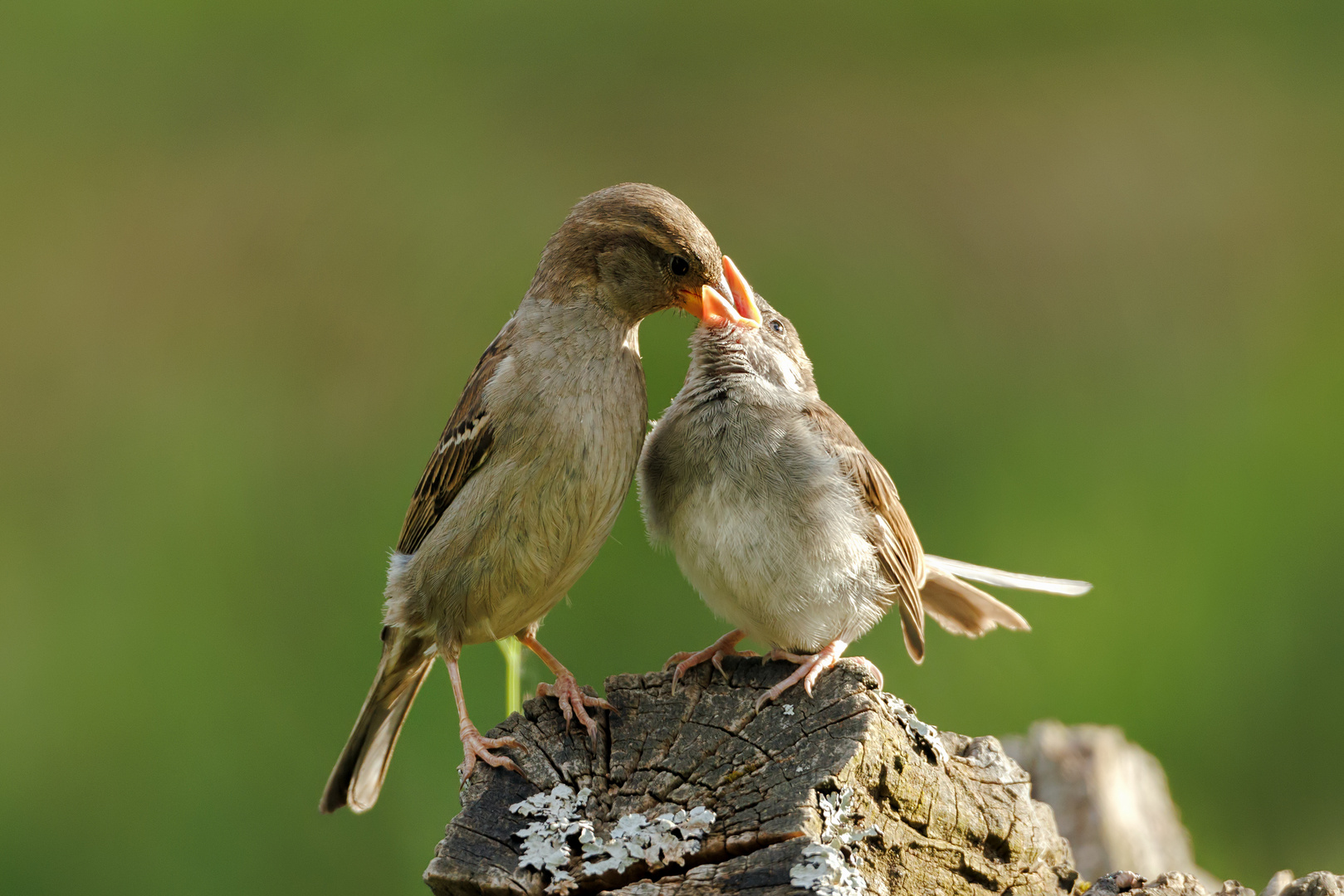 Mutterliebe Foto & Bild | canon, frühling, sperling Bilder auf ...