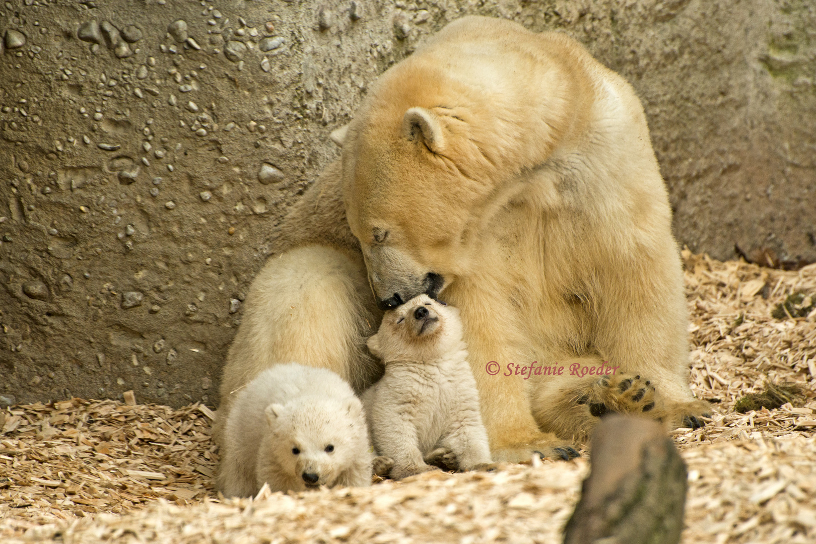 Mutterliebe Foto & Bild | tiere, zoo, wildpark & falknerei, säugetiere ...