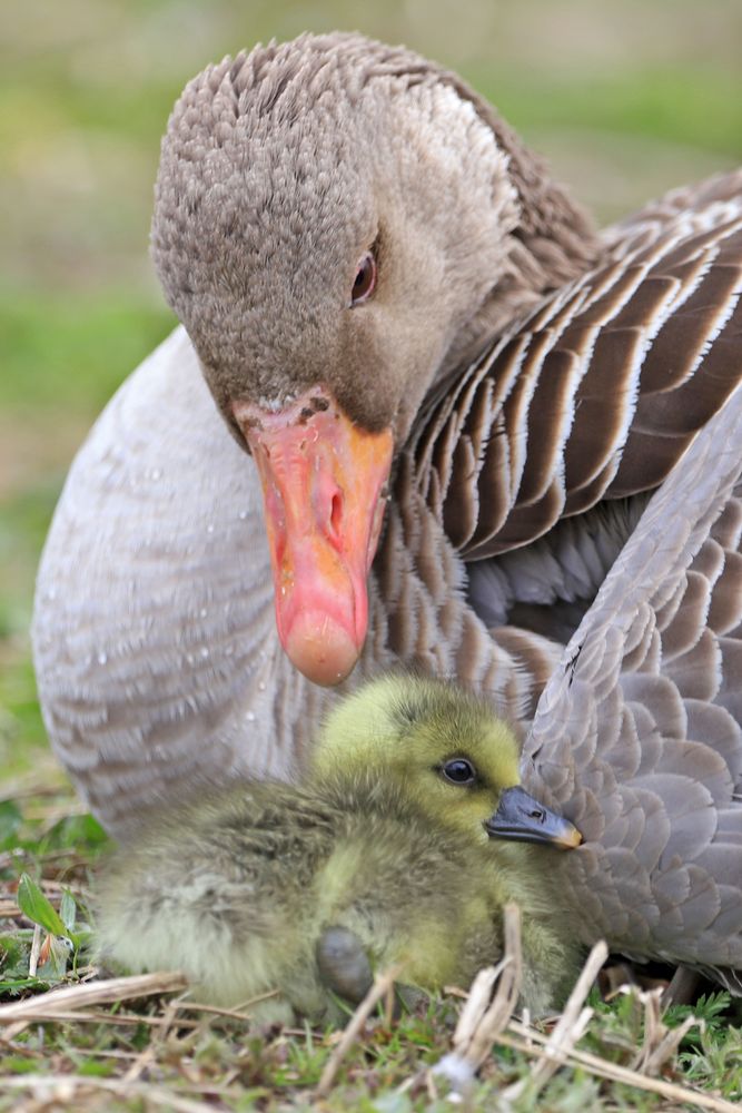 Mutterliebe Foto & Bild | tiere, wildlife, wild lebende vögel Bilder ...