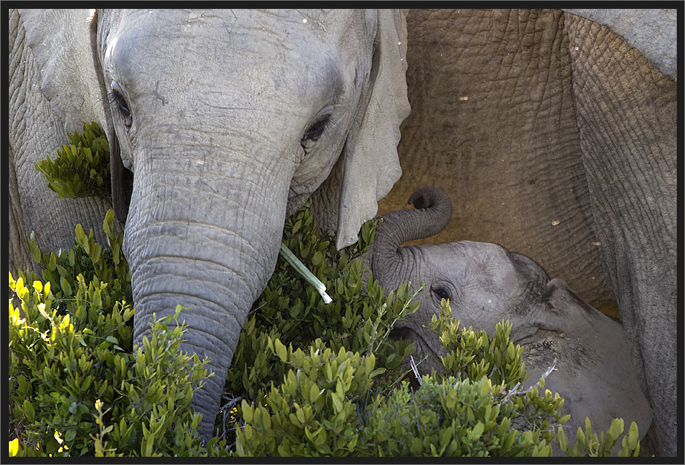 Mutterliebe Foto & Bild | tiere, wildlife, südafrika Bilder auf ...