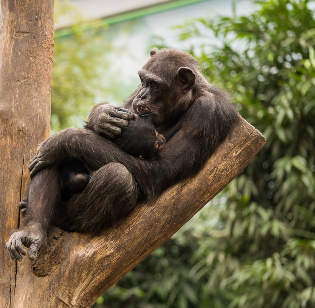 Mutterliebe Foto & Bild | tiere, fotos, affe Bilder auf fotocommunity