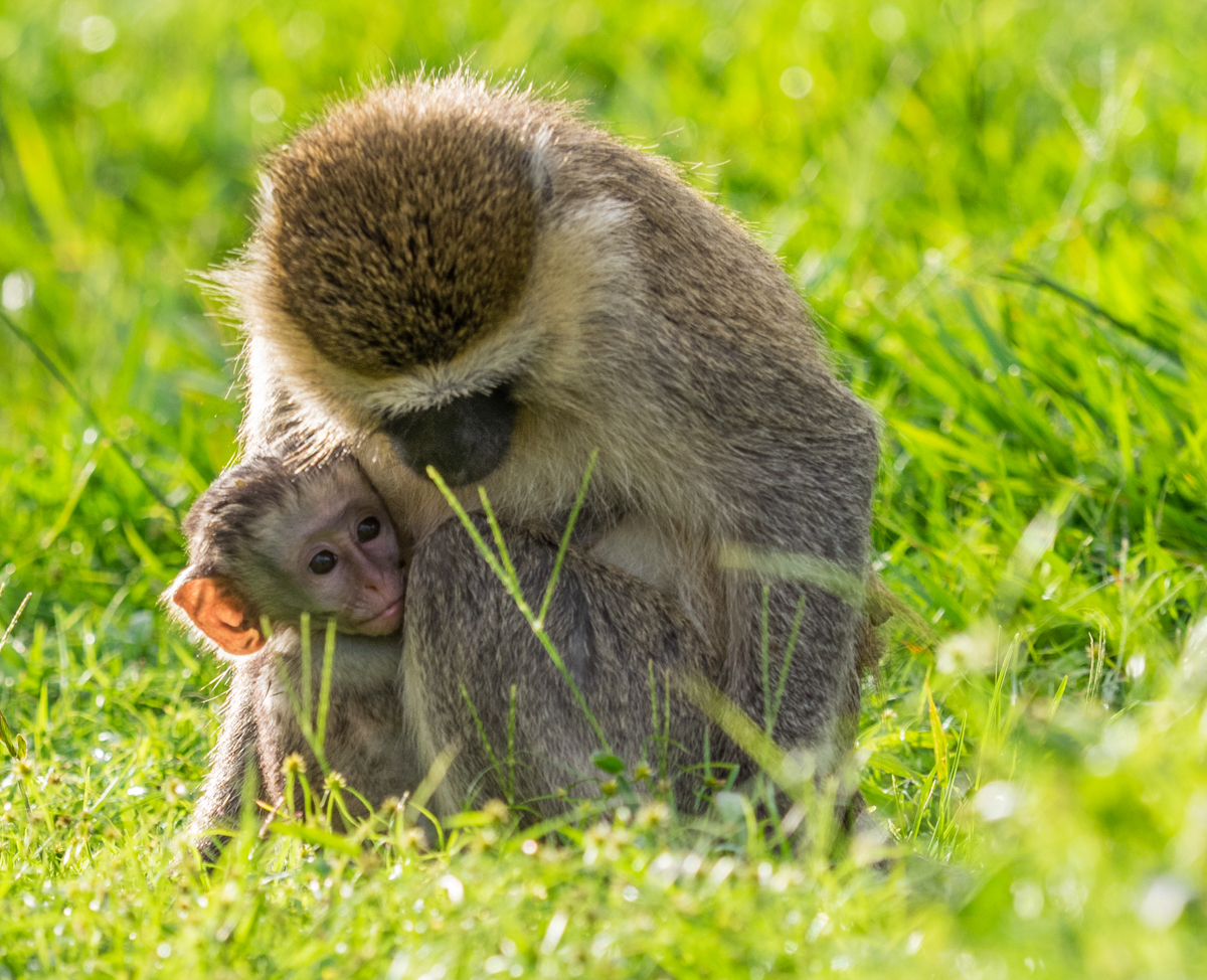 Mutterliebe Foto & Bild | tiere, natur Bilder auf fotocommunity