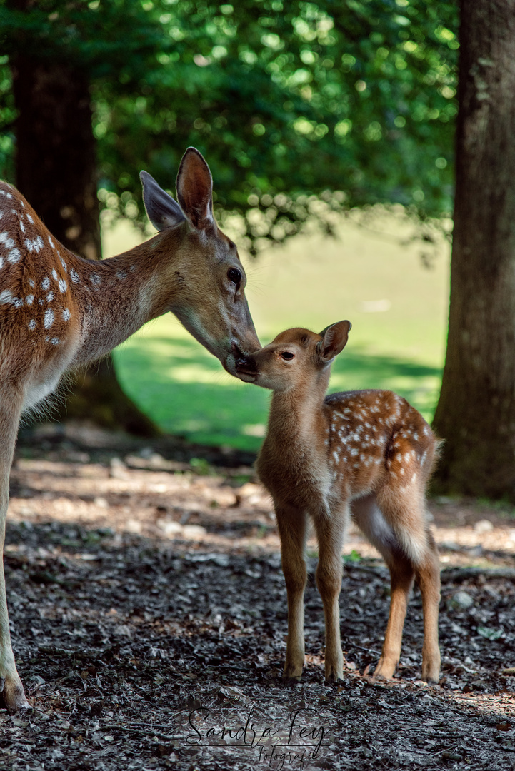 Mutterliebe Foto & Bild | park, natur, zoo Bilder auf fotocommunity