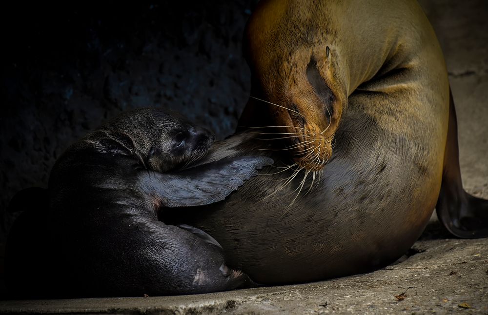 Mutterliebe Foto & Bild | tier, zoo, tierkind Bilder auf fotocommunity