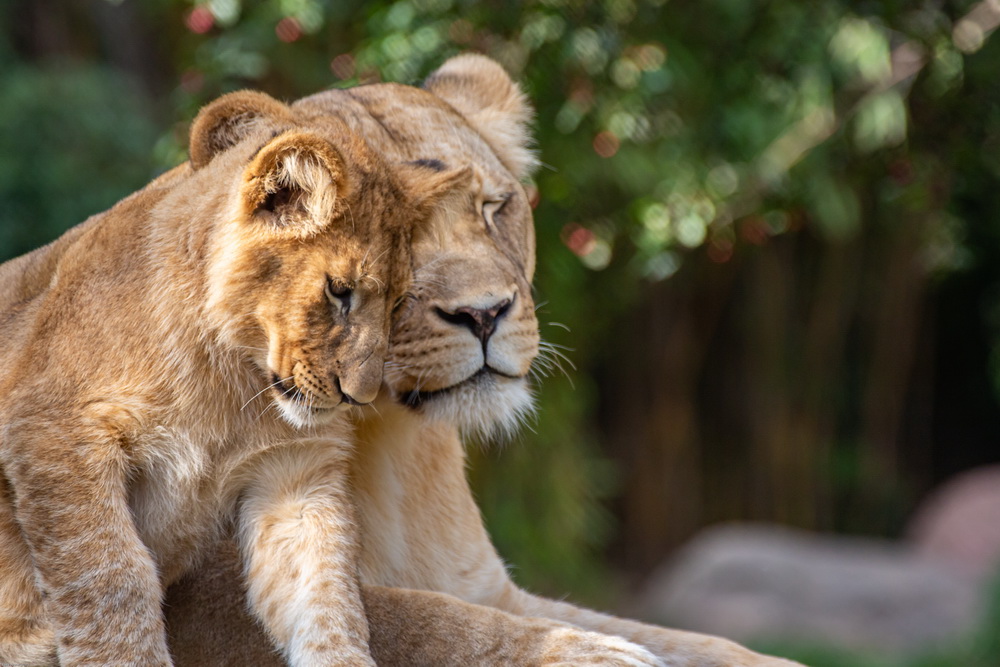 Mutterliebe Foto & Bild | tiere, tierkinder, zootiere Bilder auf ...