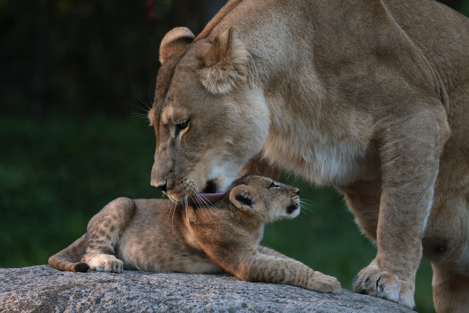 Mutterliebe Foto & Bild | tiere, jungtier, löwe Bilder auf fotocommunity