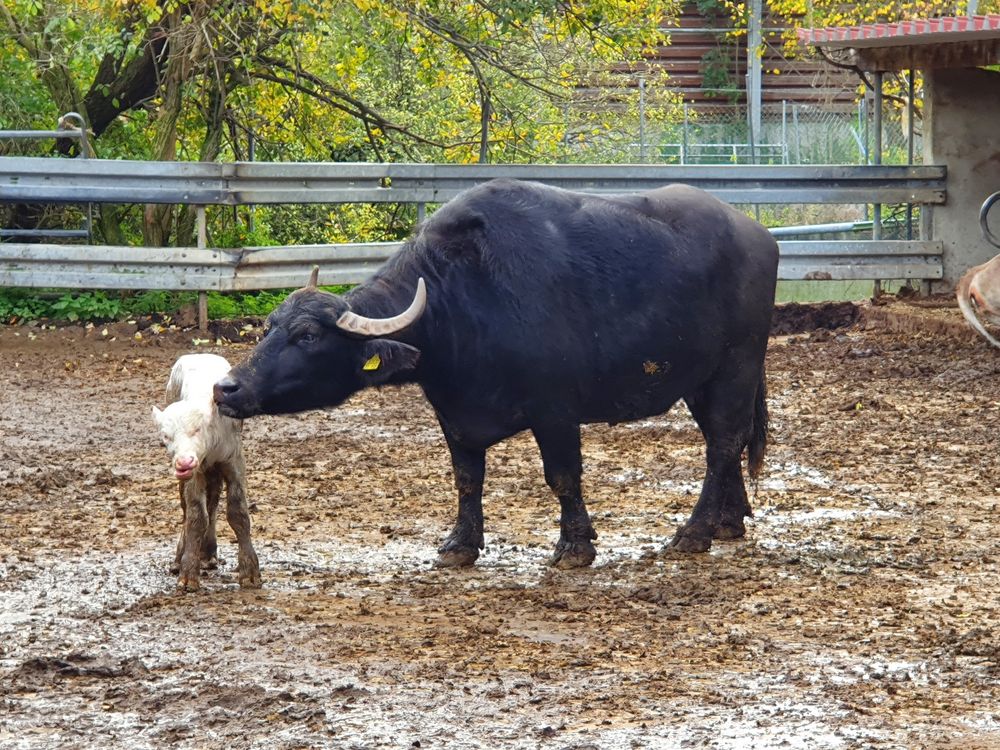 Mutterliebe Foto & Bild | tiere, tierkinder, haustiere Bilder auf ...