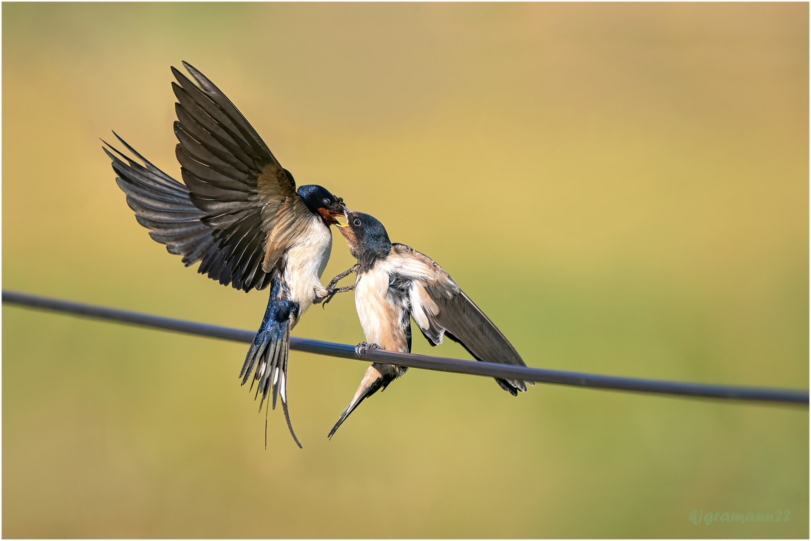 mutterliebe .... Foto & Bild | sommer, natur, tiere Bilder auf ...