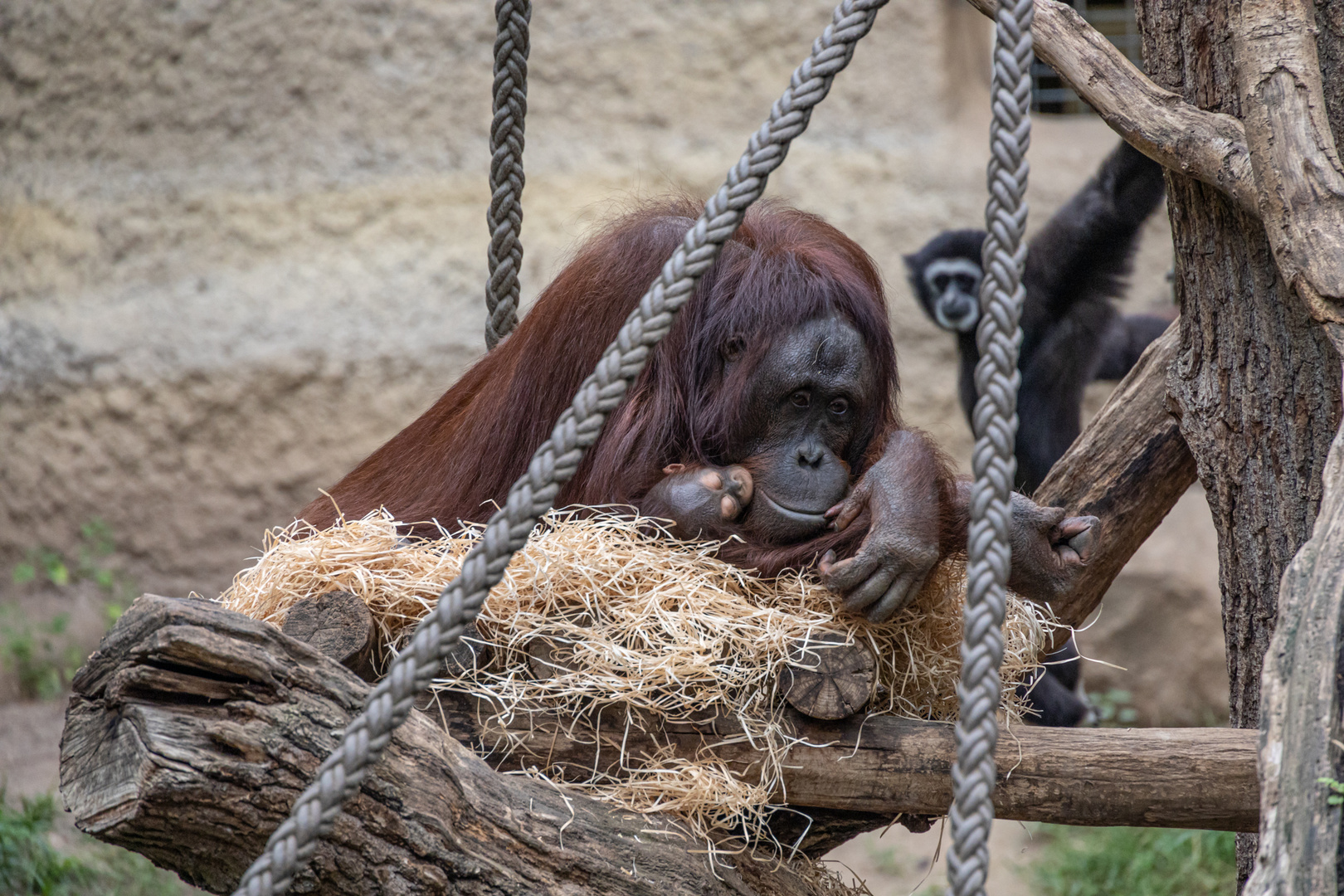 "Mutterliebe" Foto & Bild | spezial, dokumentation, outdoor Bilder auf ...