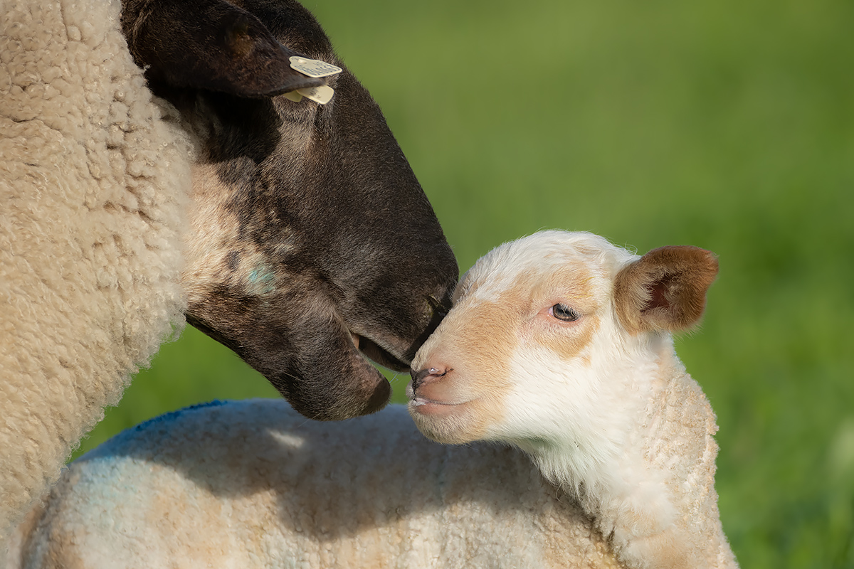 Mutterliebe Foto & Bild | tiere, haustiere, nutztiere Bilder auf ...