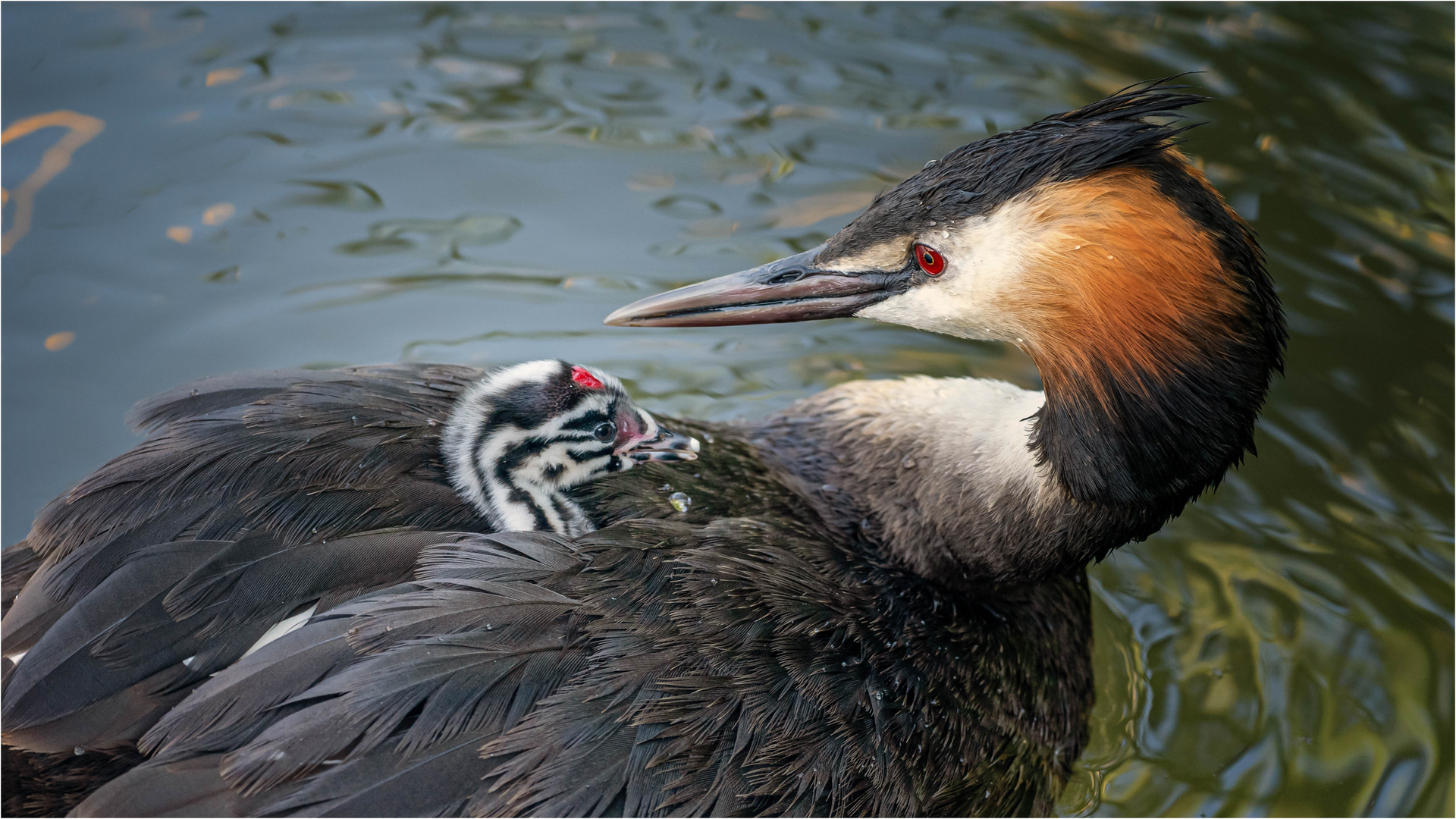Mutterliebe Foto & Bild | tiere, wildlife, wild lebende vögel Bilder ...