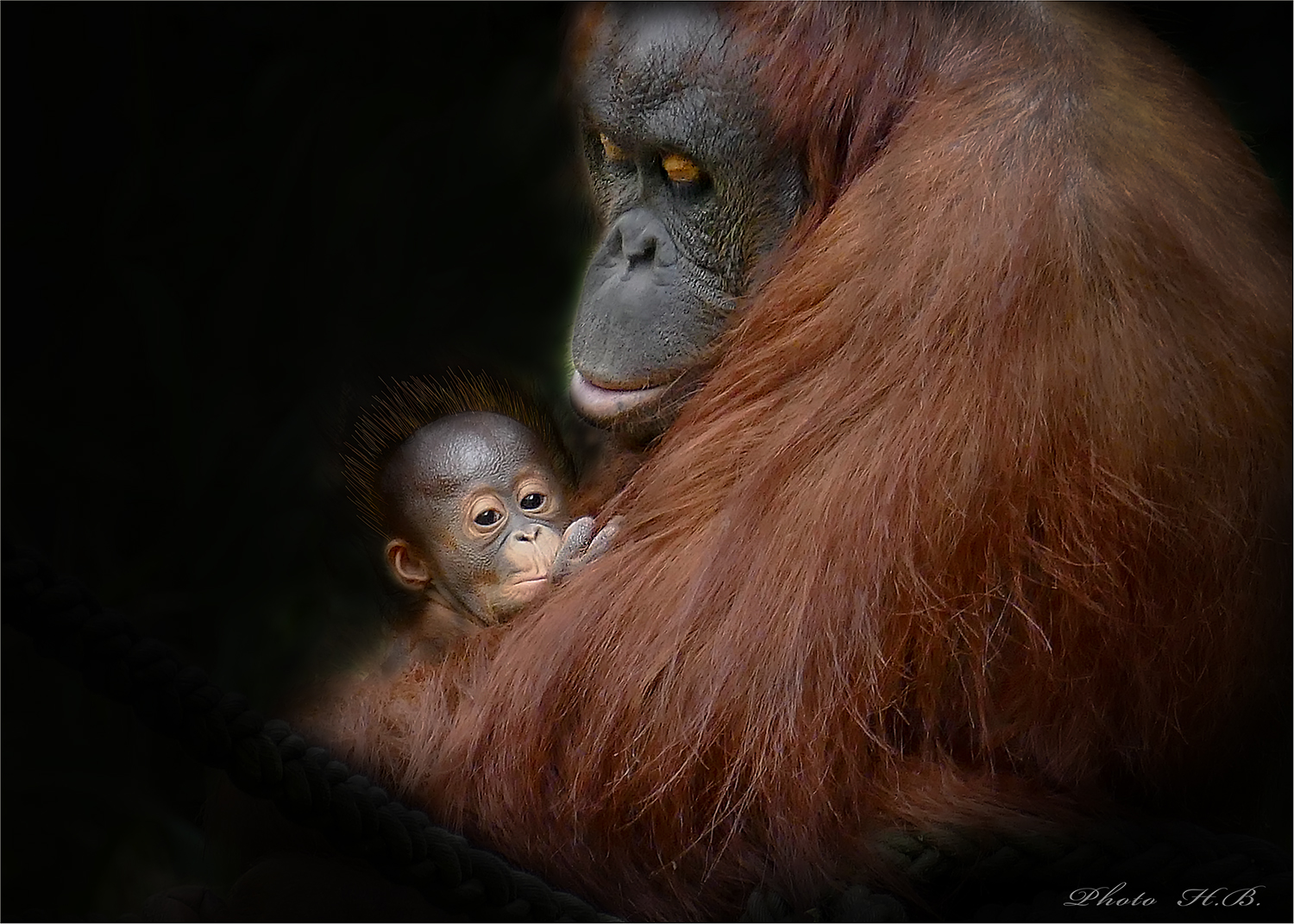 MUTTERLIEBE Foto & Bild | tiere, zoo, wildpark & falknerei, säugetiere ...