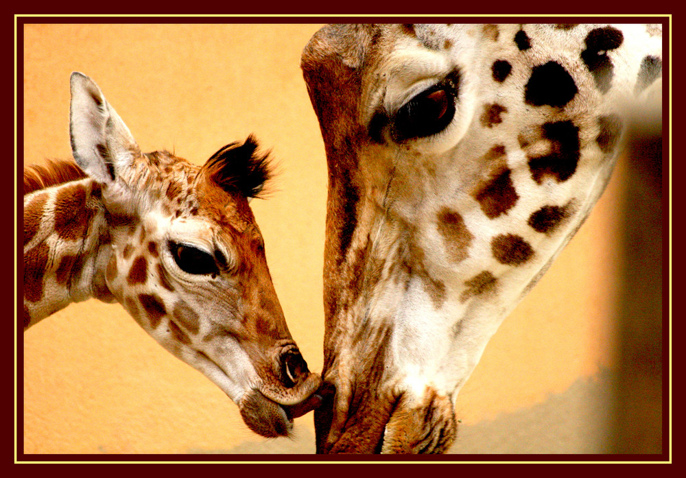 Mutterliebe Foto & Bild | tiere, zoo, wildpark & falknerei, natur ...