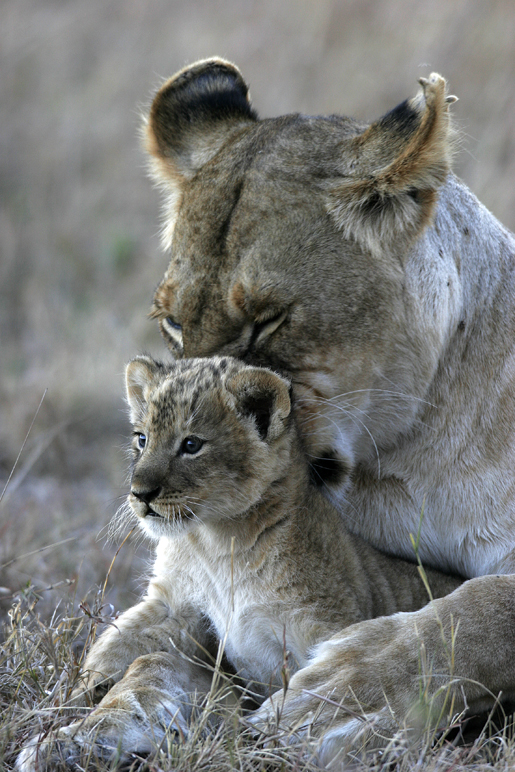 Mutterliebe Foto & Bild | tiere, wildlife, säugetiere Bilder auf ...