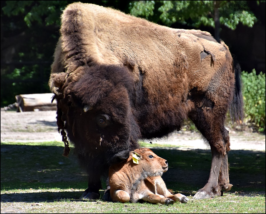* Mutterliebe * Foto & Bild | sommer, hamburg, natur Bilder auf ...