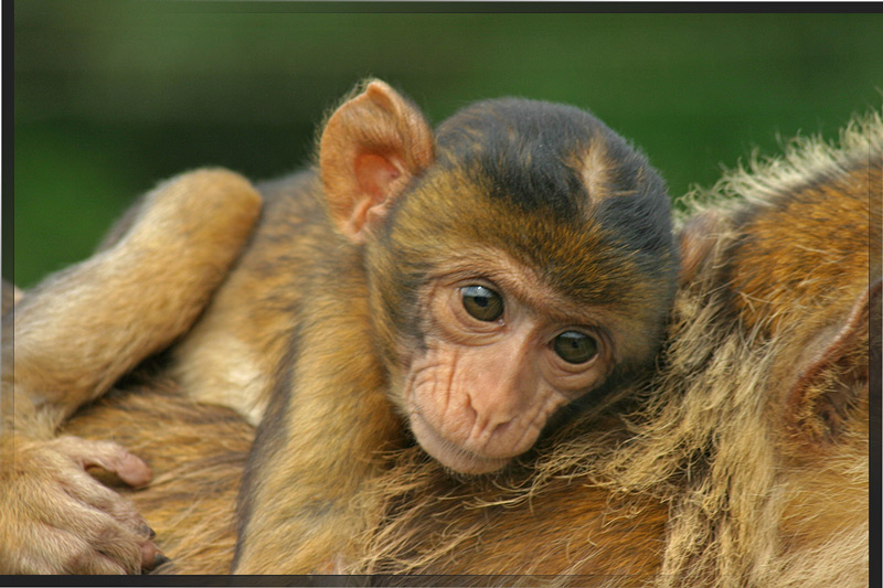 Mutterliebe Foto & Bild | tiere, natur Bilder auf fotocommunity