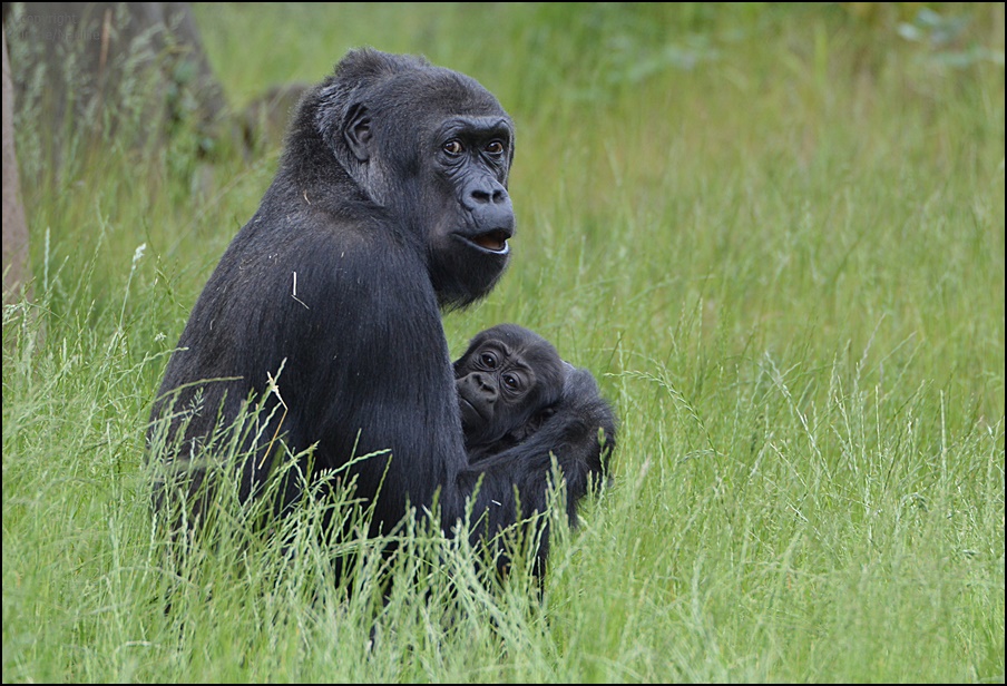 * Mutterliebe * Foto & Bild | natur, tiere, zoo, wildpark & falknerei ...